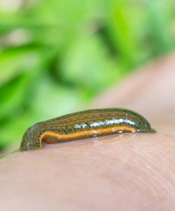 Medicinal leeches - Hirudo verbana - Euro-BION