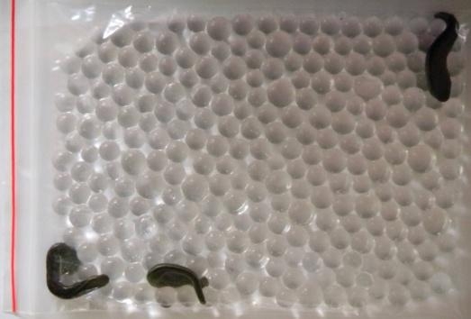 How to store and take care of leeches - Euro-BION