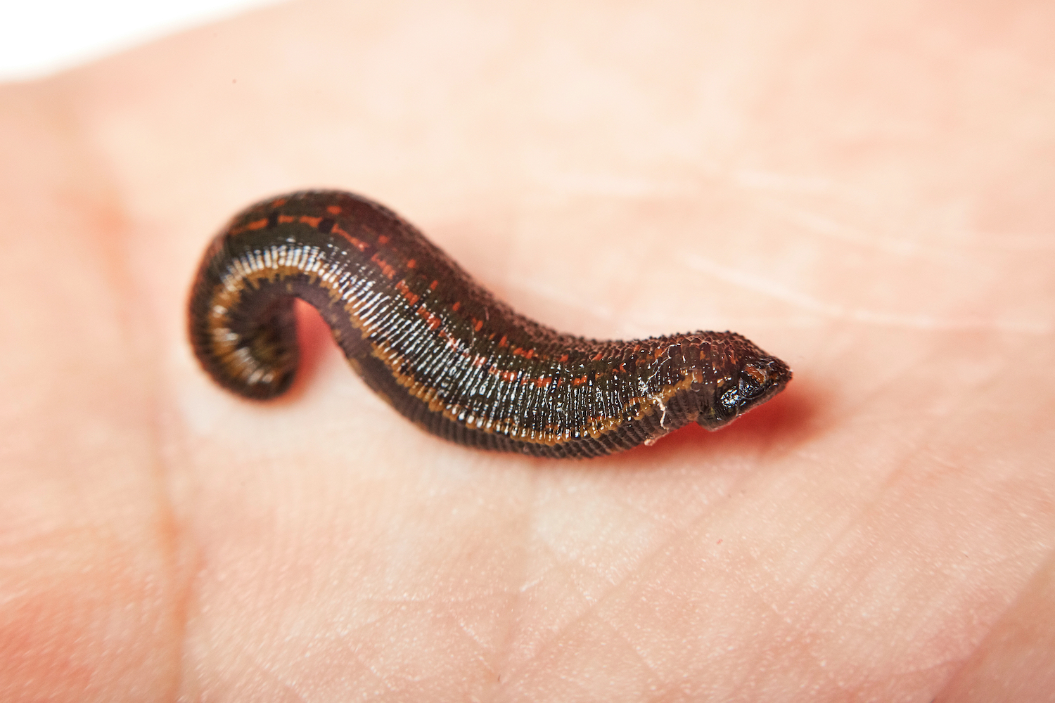 Leeches in veterinary medicine – how do we use leeches on animals ...